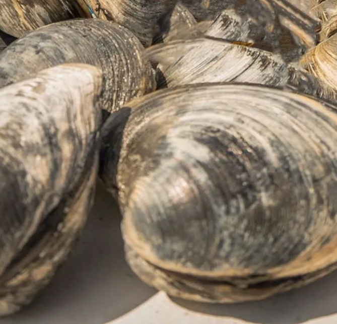 Captree Clam Seafood Co.
